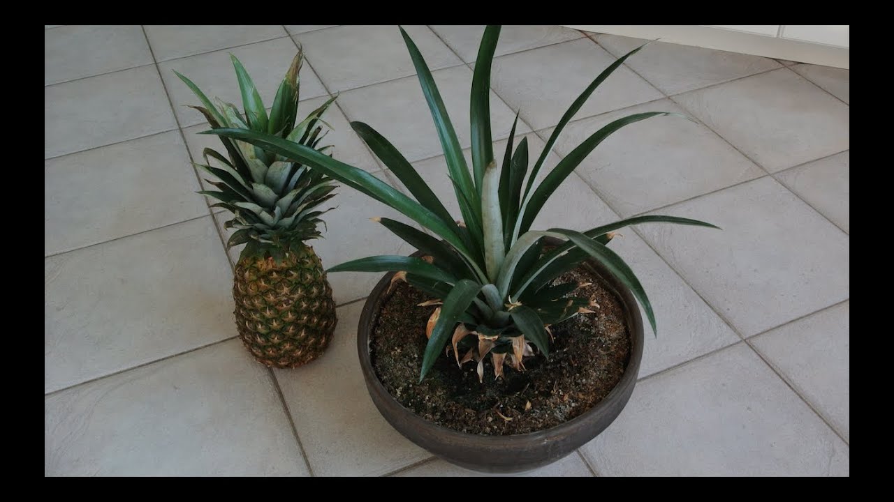 How to Grow a Pineapple from its Top! Works every Time!