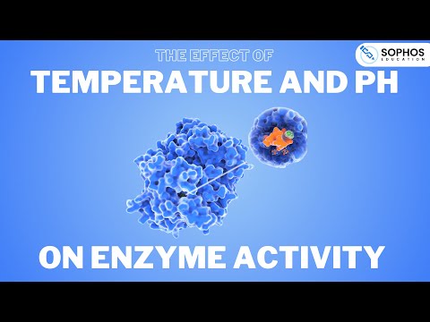 The Effect of Temperature and pH on Enzyme Activity