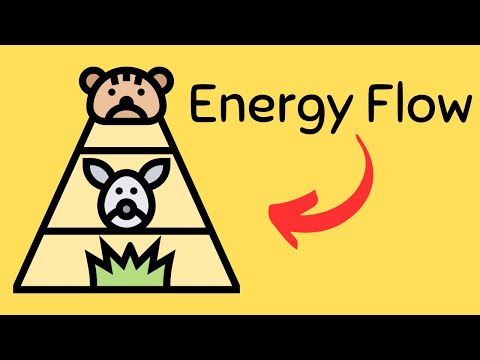 Energy flow in an ecosystem | Trophic Levels |