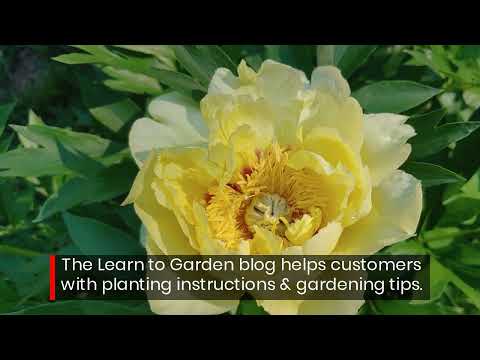 Peony Growing Specialists, Gilbert H Wild, Offer Perennial Expertise on Hostas, Daylilies, & Irises