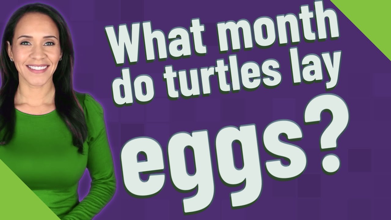 What month do turtles lay eggs?
