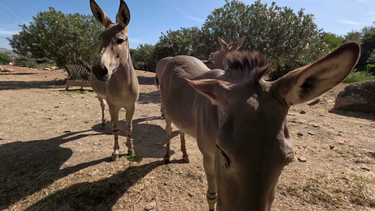 Somali wild ass HD