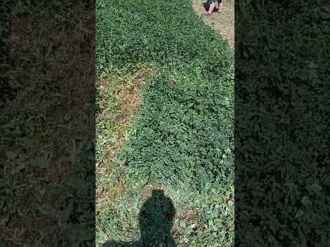 Obteniendo el rendimiento de alfalfa en 1m2