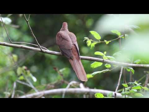 Brown Cuckoo-Dove - Birds of Australia