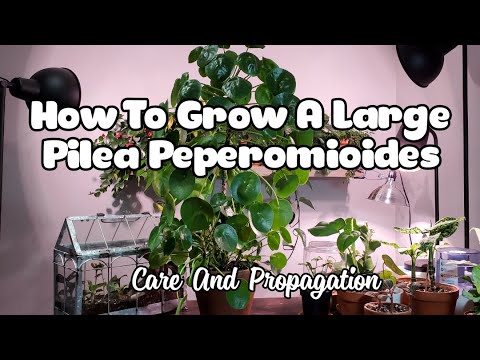 How To Grow A Large Pilea Peperomioides | PLAN CARE AND PROPAGATION