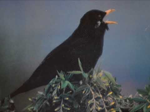 BBC - Bird Sounds and Their Meaning - 1977 - Full Album - Vinyl Rip