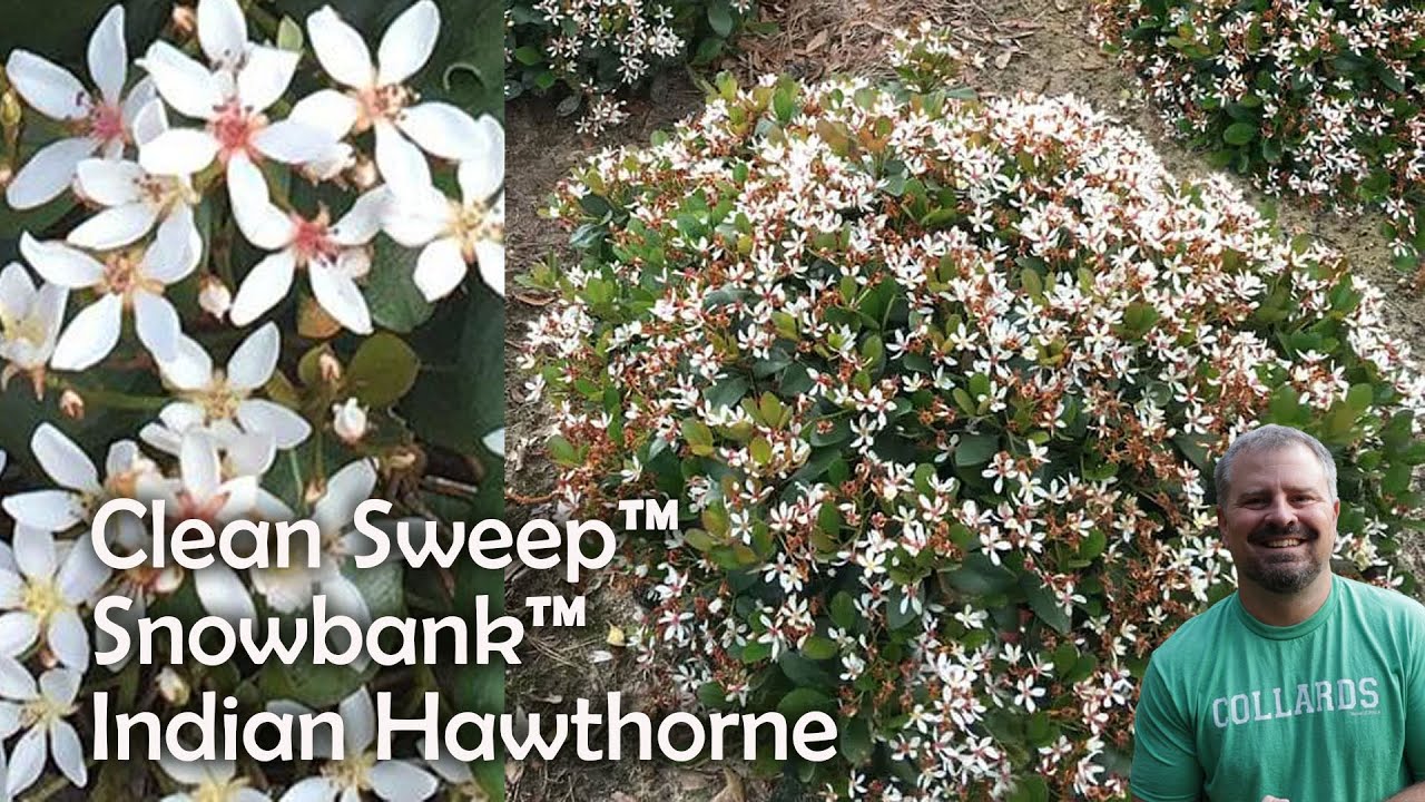 Clean Sweep™ Snowbank™ Indian Hawthorne