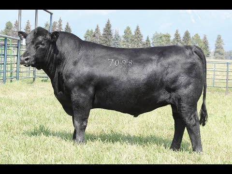 Lot 75 - Montana Journey 7098