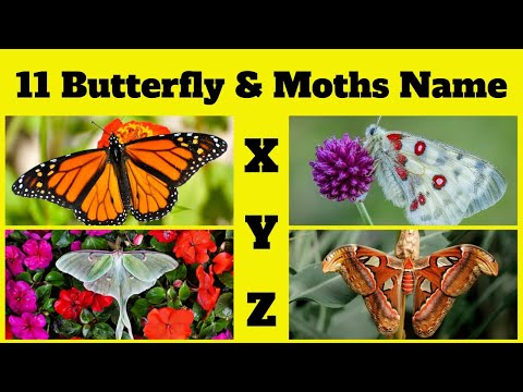 ABCs of Butterflies & Moths | 11 Butterfly & Moths Name Start with X,Y&Z English Vocabulary Part-21