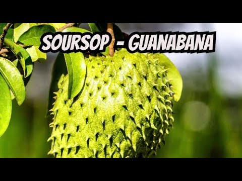 Soursop Guanabana Fruit Trees In South Florida