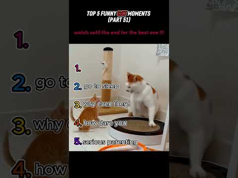top 5 funny cat moments!!!πππ