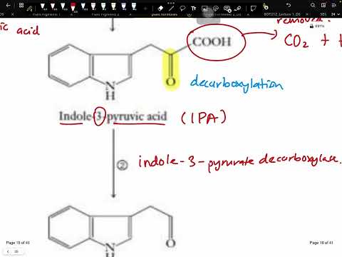 The Biosynthesis of IAA (Indole-3-acetic acid) through IPA Pathway | Hormones Auxin | IPA pathway