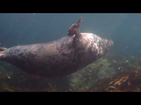 What to do if you encounter a seal in the sea
