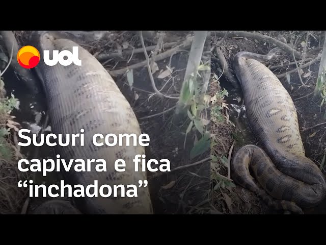 Entenda como sucuri é capaz de digerir presas grandes como a capivara