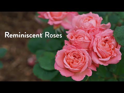 The Reminiscent® Rose Series
