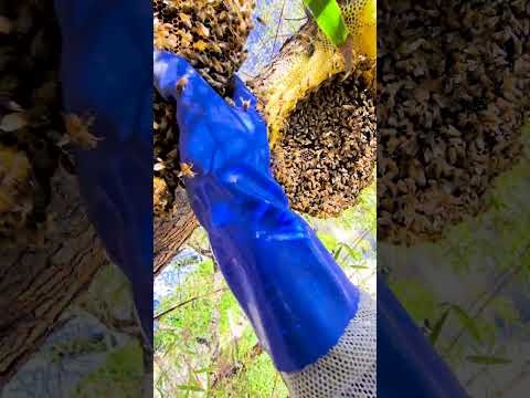 I Saved a DELICATE Honey Bee Hive In A Tree! | #bee #honeybee #nature #shorts