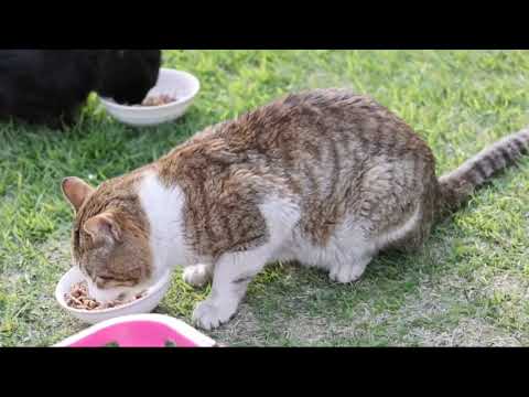 Share Video Pet Animal Names Cat That Start With C 22