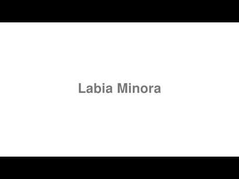 How to Pronounce "Labia Minora"