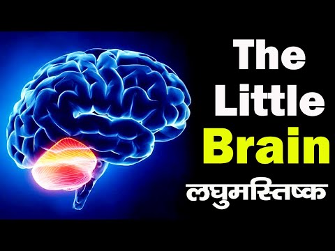 सेरिबैलम क्या हैं - cerebellum in hindi