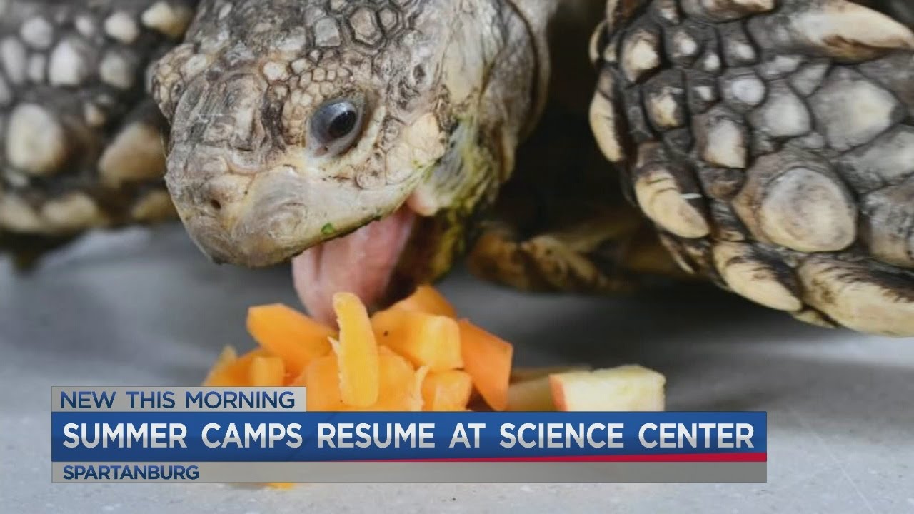 Science center summer camps resume