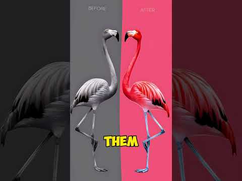 Flamingo Color: Why They’re Pink! #flamingo #facts #shorts
