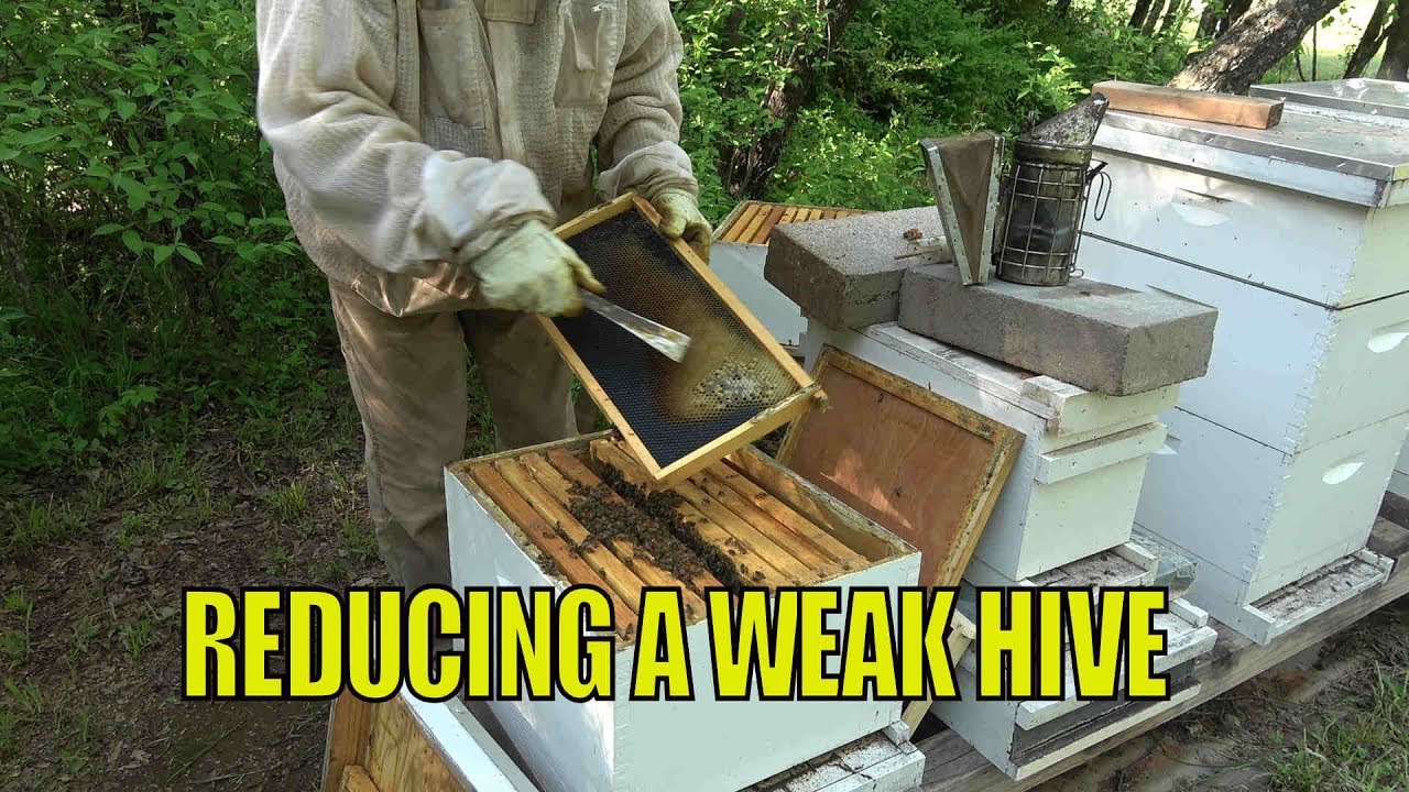 Beekeeping: Checking Progress on a Weak Hive and Reducing it to a Single Deep