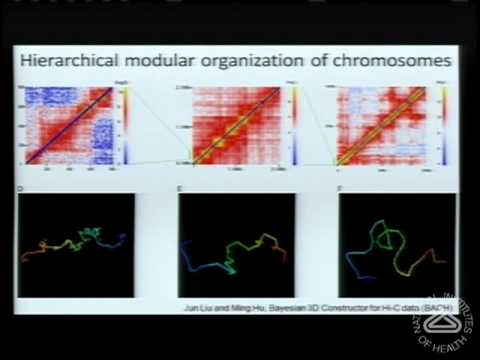 Throwing Transcription for a Loop: The Role of Chromatin Insulators in the 3D Nucleus