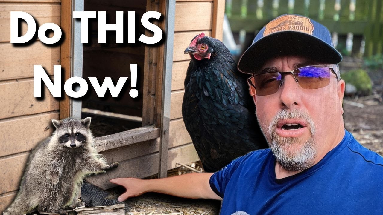 3 Proven Techniques To Keep Your Chickens Safe From Predators (Watch This)