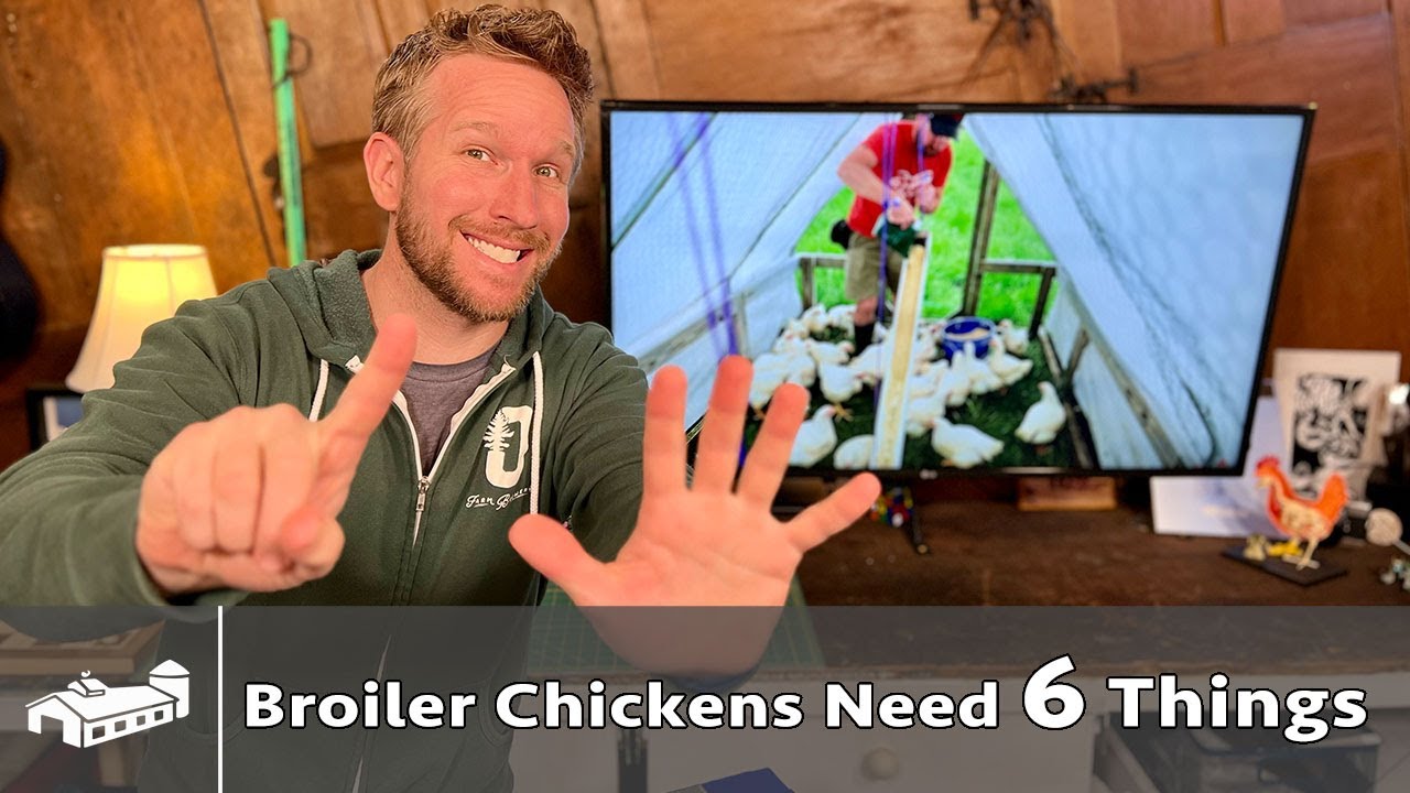 Broiler Chickens Need 6 Things