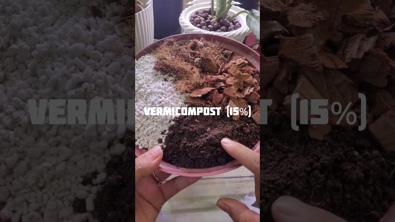 The Best Soil Mix for Alocasia (and other aroids)