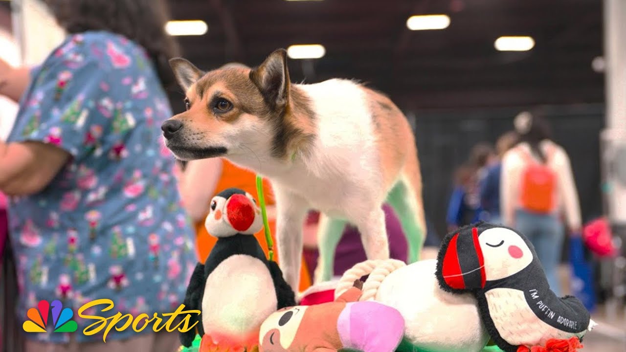 2025 National Dog Show: The incredible (and flexible) Norwegian Lundehund | NBC Sports