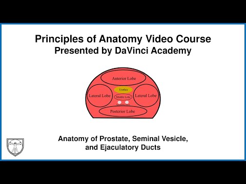 Anatomy of Prostate, Seminal Vesicle, and Ejaculatory Ducts [Pelvis Anatomy 10 of 11]