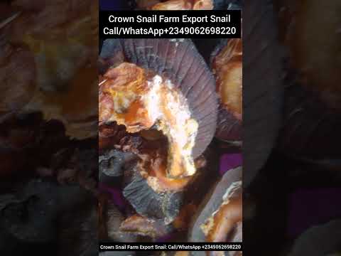 How to precess and export the most giant of African land snail