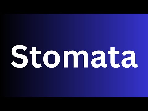 How to pronounce Stomata perfectly? How to say Stomata? How to speak Stomata?
