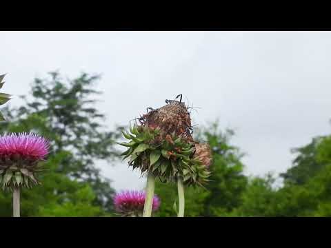 Birds that eat insects are called insectivores. Here are some future bird lunches.