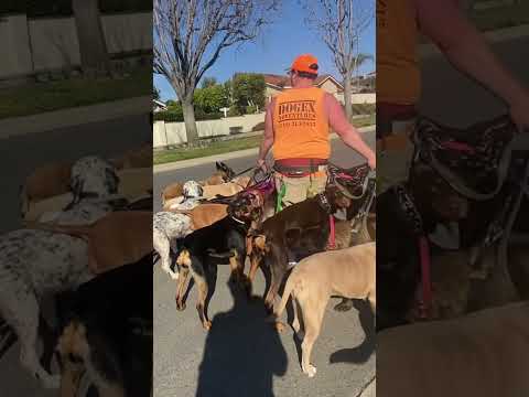 Dogs:😁 Owners:😁 Neighbors:😁 Salty Dog Businesses on YT:🤬 #dogshorts #salty #dogwalker #dogpack
