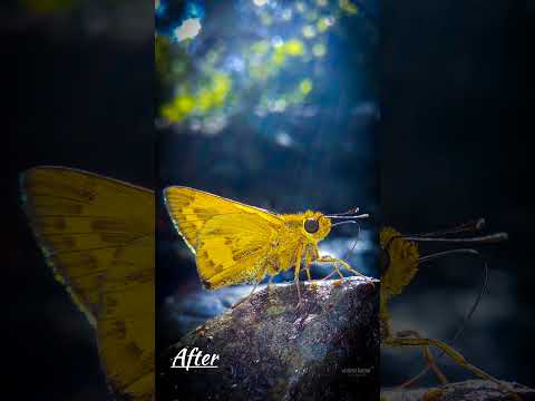 Power of Post processing ????[editing video]  RK Wildlife Clips