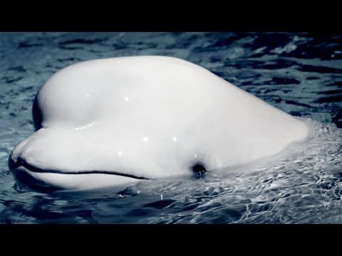 Pierce Brosnan Speaks Up for Beluga Whales Under Attack by Big Oil ...