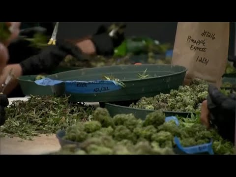 Harlem community divided on proposed cannabis dispensary location
