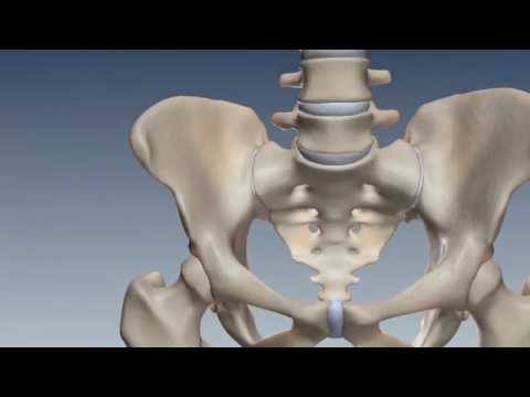 SI Joint Anatomy, Biomechanics & Prevalence