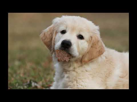 250+ Best Golden Retriever Dog Names