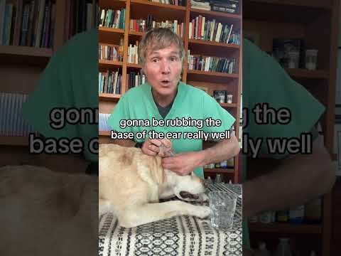 How to treat dog ear infections at home