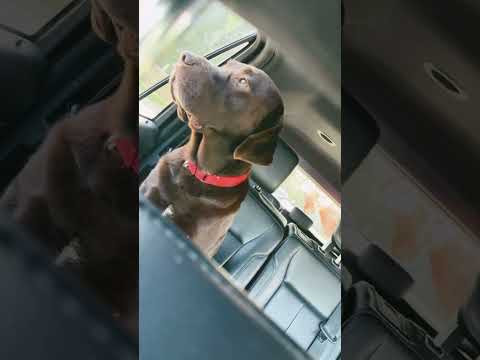 Chewy in the car ❤️ #piano #pianomusic #chocolatelab #doglife #rescuedog #pets #cutedog