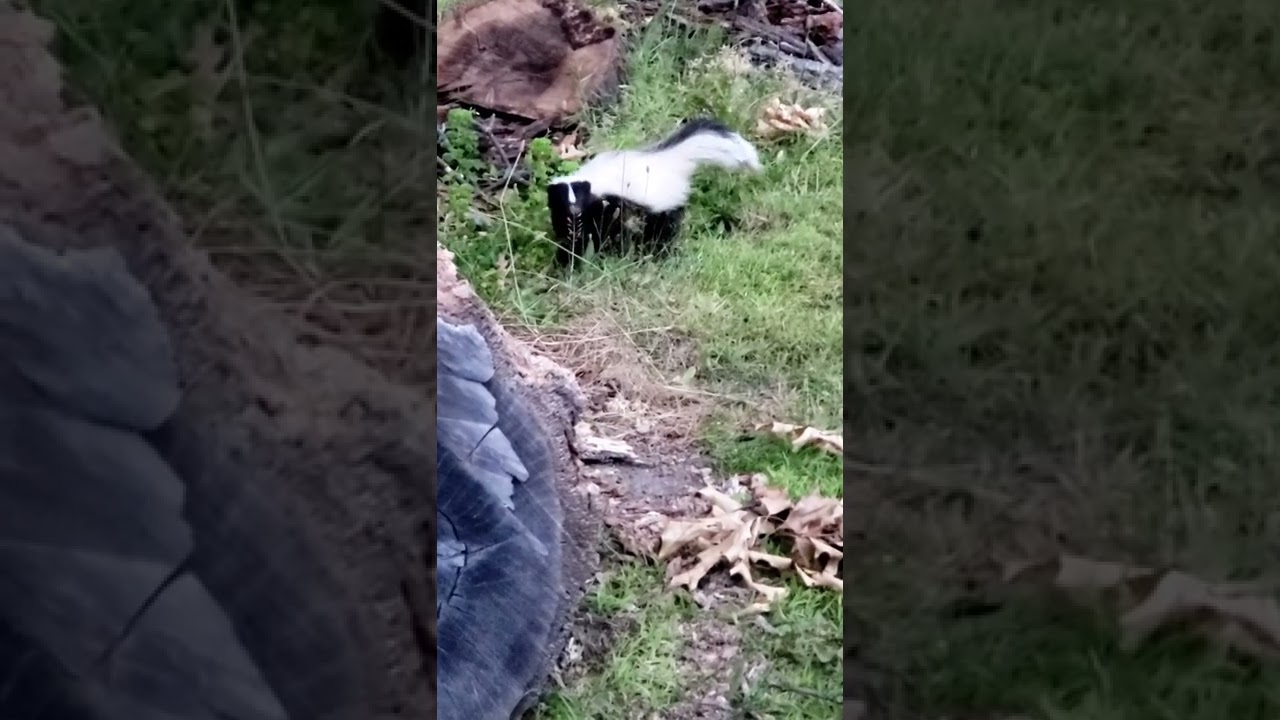 skunk reaction extended cut