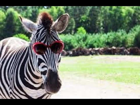HAPPY THURSDAY FUNNY VIDEO - FUNNY ANIMALS VIDEO 2021| Funny Animal Videos