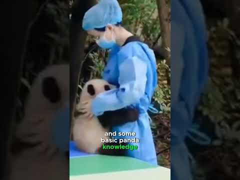 Panda Nanny: Dream Job or Conservation Conundrum?