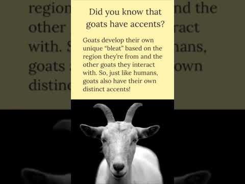 Goats bleat with an accent!