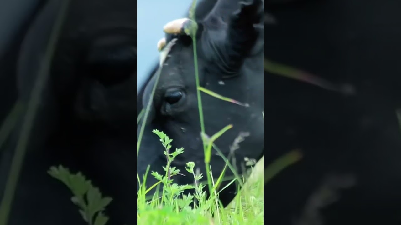 Joel Salatin’s Cows on Pasture!