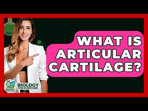 What Is Articular Cartilage? - Biology For Everyone