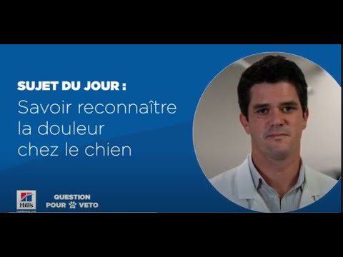 Savoir reconnaître la douleur chez le chien